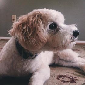 mooshhh - Friends - GameDesire